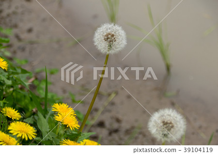Dandelion and rice field - Stock Photo [39104119] - PIXTA