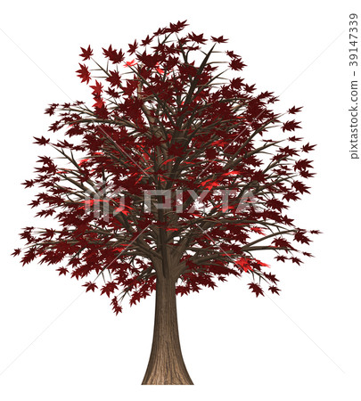 Maple tree - Stock Illustration [39147339] - PIXTA