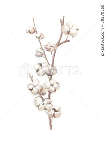 Cotton tree - Stock Illustration [39270569] - PIXTA