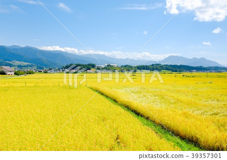 Autumn rural landscape (September) - Stock Photo [39357301] - PIXTA