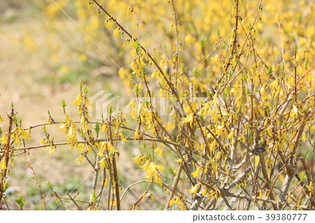 Forsyth flower - Stock Photo [39380777] - PIXTA