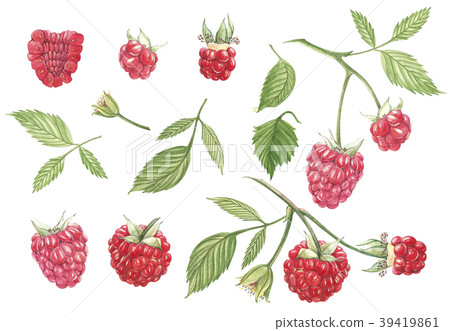 Hand drawn watercolor painting raspberry on white - Stock Illustration ...