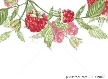 Hand drawn watercolor painting raspberry on white - Stock Illustration ...