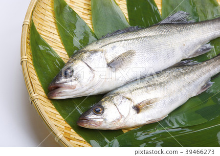 Suzuki fish - Stock Photo [39466273] - PIXTA