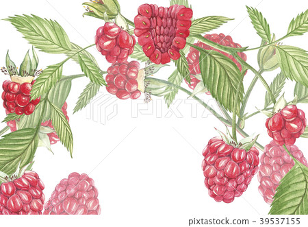 Hand drawn watercolor painting raspberry on white - Stock Illustration ...