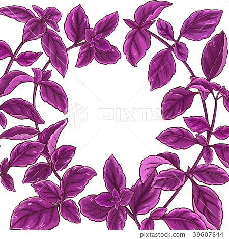 basil plant vector frame - Stock Illustration [39607844] - PIXTA