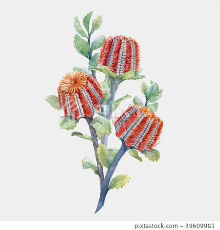 Watercolor australian banksia vector composition - Stock Illustration ...