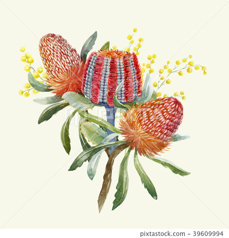Watercolor australian banksia vector composition-插圖素材 [39609994] - PIXTA圖庫