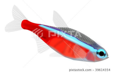 Cardinal tetra - Stock Illustration [39614354] - PIXTA