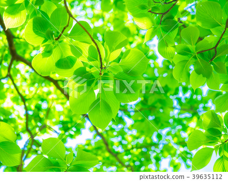 New green image - Stock Photo [39635112] - PIXTA