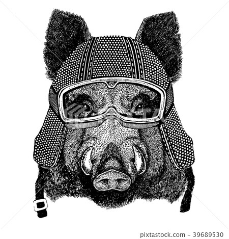 Hog, wild boar with motorcycle helmet. Vintage - Stock Illustration ...