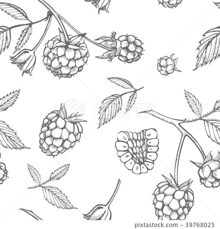 Hand drawn raspberry. Retro sketch style vector - Stock Illustration ...