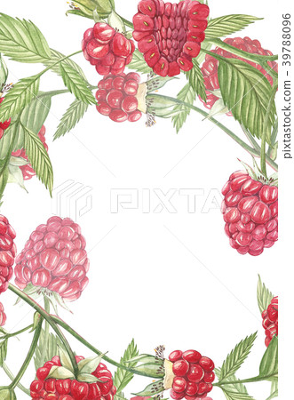 Hand drawn watercolor painting raspberry on white - Stock Illustration ...