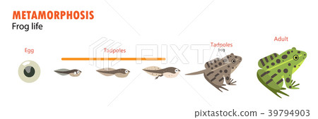 frog life cycle metamorphosis - Stock Illustration [39794903] - PIXTA