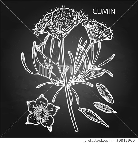 Graphic cumin set - Stock Illustration [39815969] - PIXTA