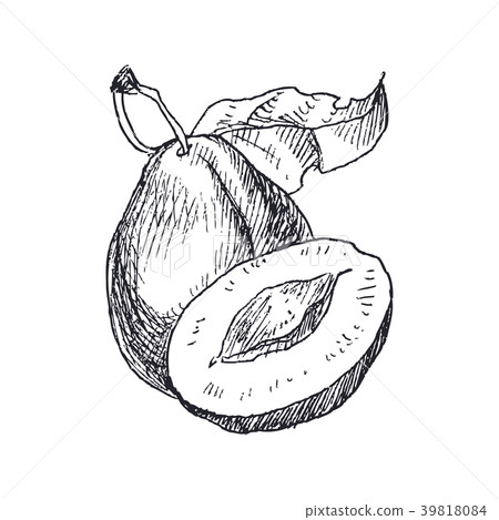Garden fruit plum engraving style. Isolated on - Stock Illustration ...