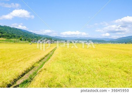 Autumn rural landscape (September) - Stock Photo [39845950] - PIXTA