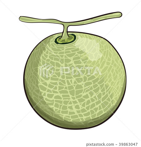 Melon vector illustration - Stock Illustration [39863047] - PIXTA