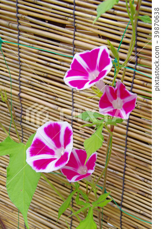 A cool image (garden morning glory) - Stock Photo [39870638] - PIXTA