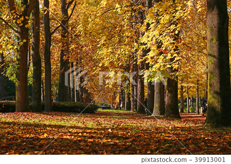 Tree-lined path of lily of the valley - Stock Photo [39913001] - PIXTA
