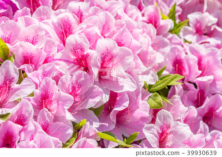 Azalea in full bloom - Stock Photo [39930639] - PIXTA