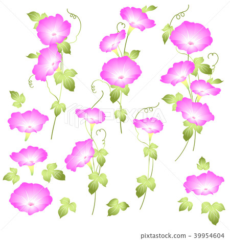 Japanese morning glory, - Stock Illustration [39954604] - PIXTA