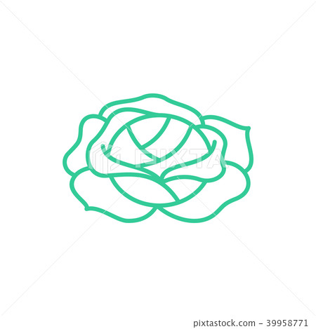 Vector cabbage bright line icon - Stock Illustration [39958771] - PIXTA