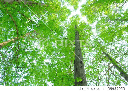 Fresh green environmental image - Stock Photo [39989953] - PIXTA