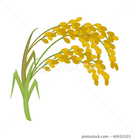 Rice field icon - Stock Illustration [40010101] - PIXTA