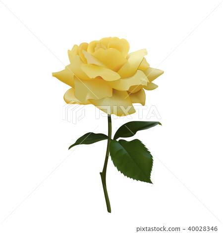 Realistic vector yellow rose or tea rose or... - Stock Illustration ...