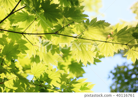 Blue maple - Stock Photo [40116761] - PIXTA