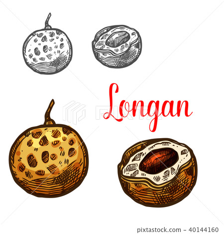Longan fruit sketch of asian exotic tropical berry - Stock Illustration ...