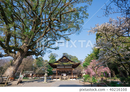 Okami Tree and Sakura of Hirano Shrine in Kyoto - Stock Photo [40216108 ...