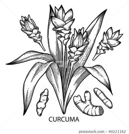 Graphic curcuma set - Stock Illustration [40221162] - PIXTA
