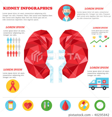 Infographic poster with kidney illustration and... - Stock Illustration ...
