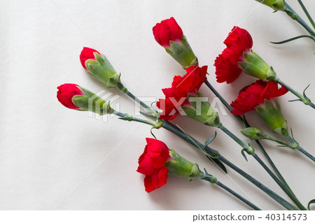 Red carnation mother's day image - Stock Photo [40314573] - PIXTA