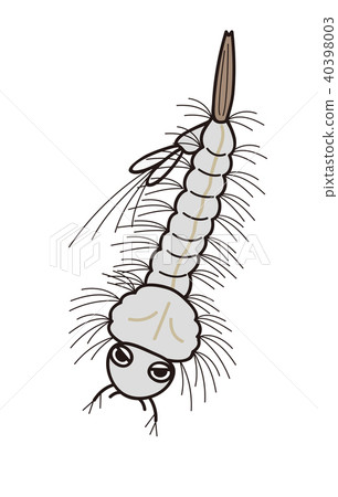 Mosquito larva bow hula fine - Stock Illustration [40398003] - PIXTA