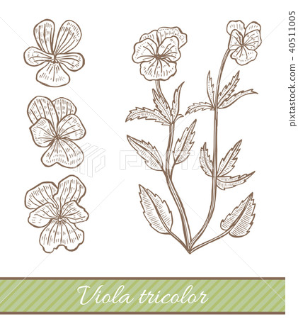 Viola Tricolor in Hand Drawn Style - Stock Illustration [40511005] - PIXTA