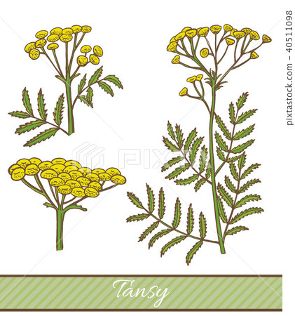 Colored Tansy in Hand Drawn Style - Stock Illustration [40511098] - PIXTA