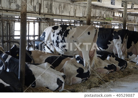 Dairy Cattle Ranch Holstein Koiwai Farm - Stock Photo [40529887] - PIXTA