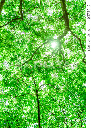 New green image - Stock Photo [40575942] - PIXTA