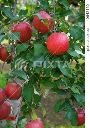 Apple (Fuji) - Stock Photo [40642160] - PIXTA