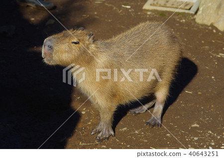Cute capybara - Stock Photo [40643251] - PIXTA