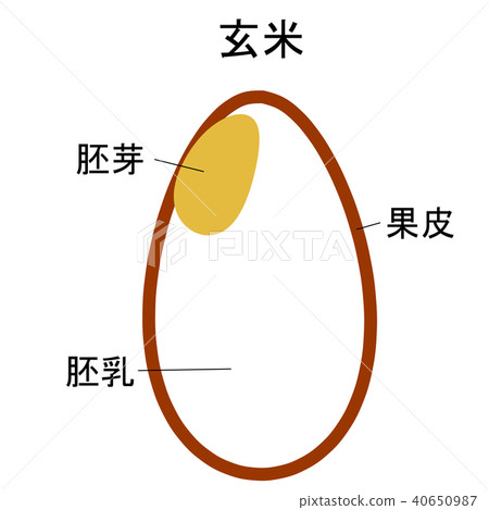 Structure of brown rice - Stock Illustration [40650987] - PIXTA