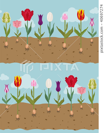 Tulip varieties flat icon set. Garden infographic - Stock Illustration ...