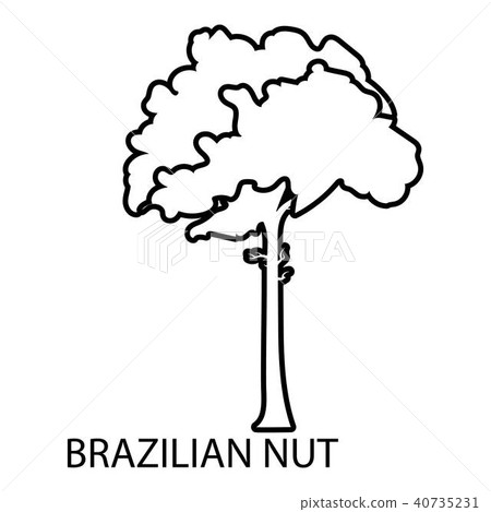 Brazilian nut icon, outline style - Stock Illustration [40735231] - PIXTA