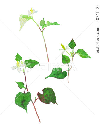 Dokudami Houttuynia cordata - Stock Illustration [40741123] - PIXTA