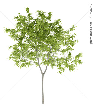 peach tree isolated on white background - Stock Illustration [40758257 ...