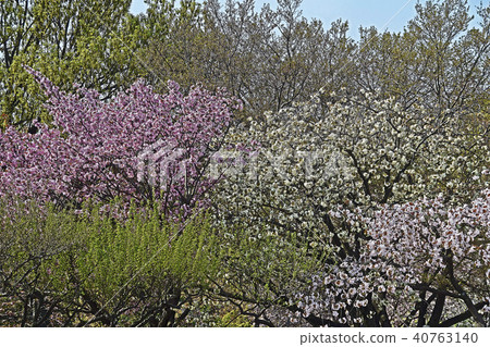 Plum forest - Stock Illustration [40763140] - PIXTA