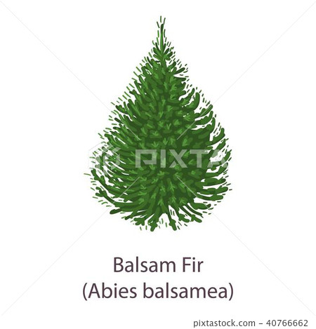 Balsam fir icon, flat style - Stock Illustration [40766662] - PIXTA